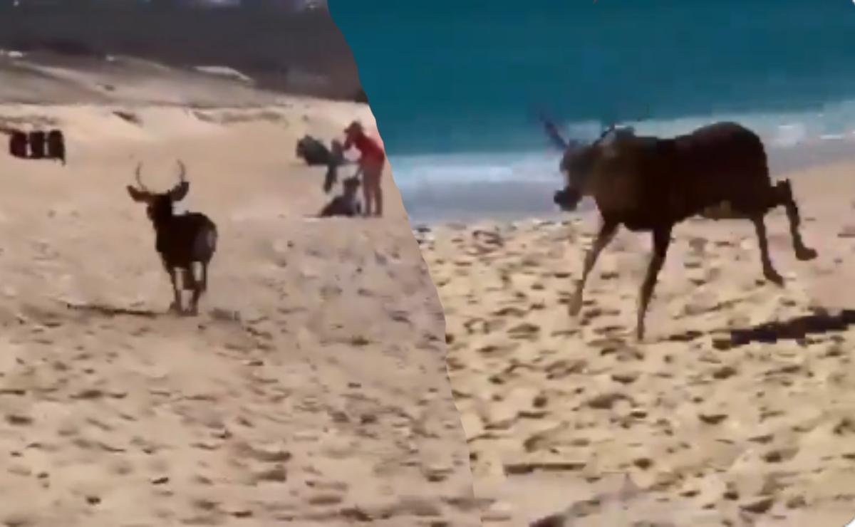 Captan a venado corriendo en la playa de Cabo San Lucas