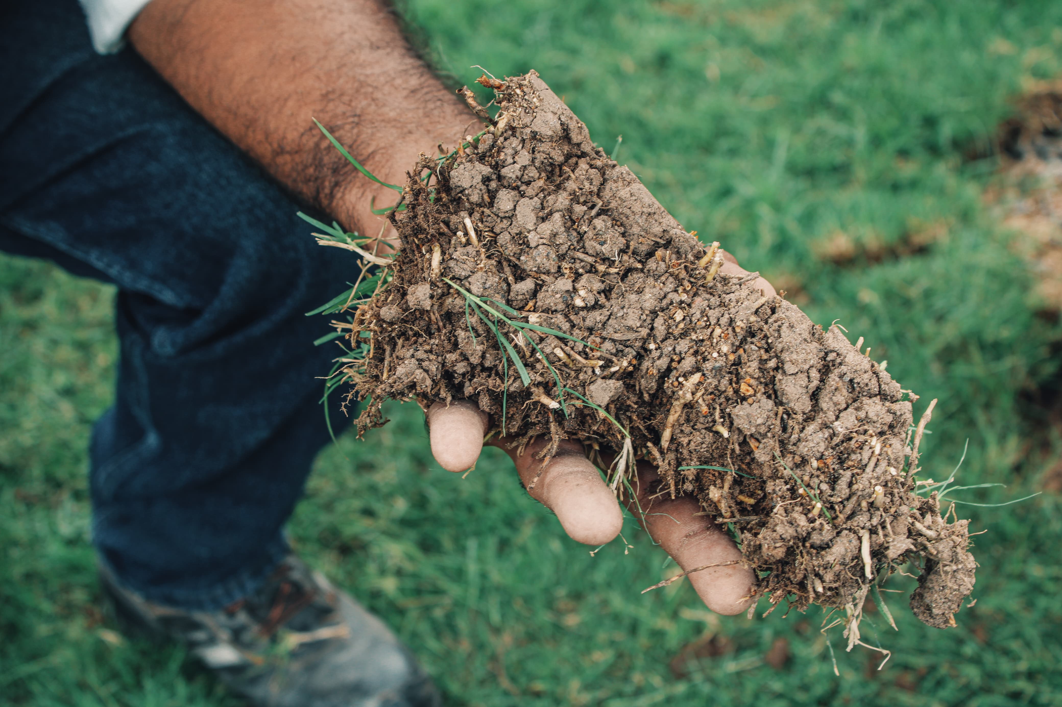 Plantan más de 4 mil metros cuadrados de pasto en Parque Central