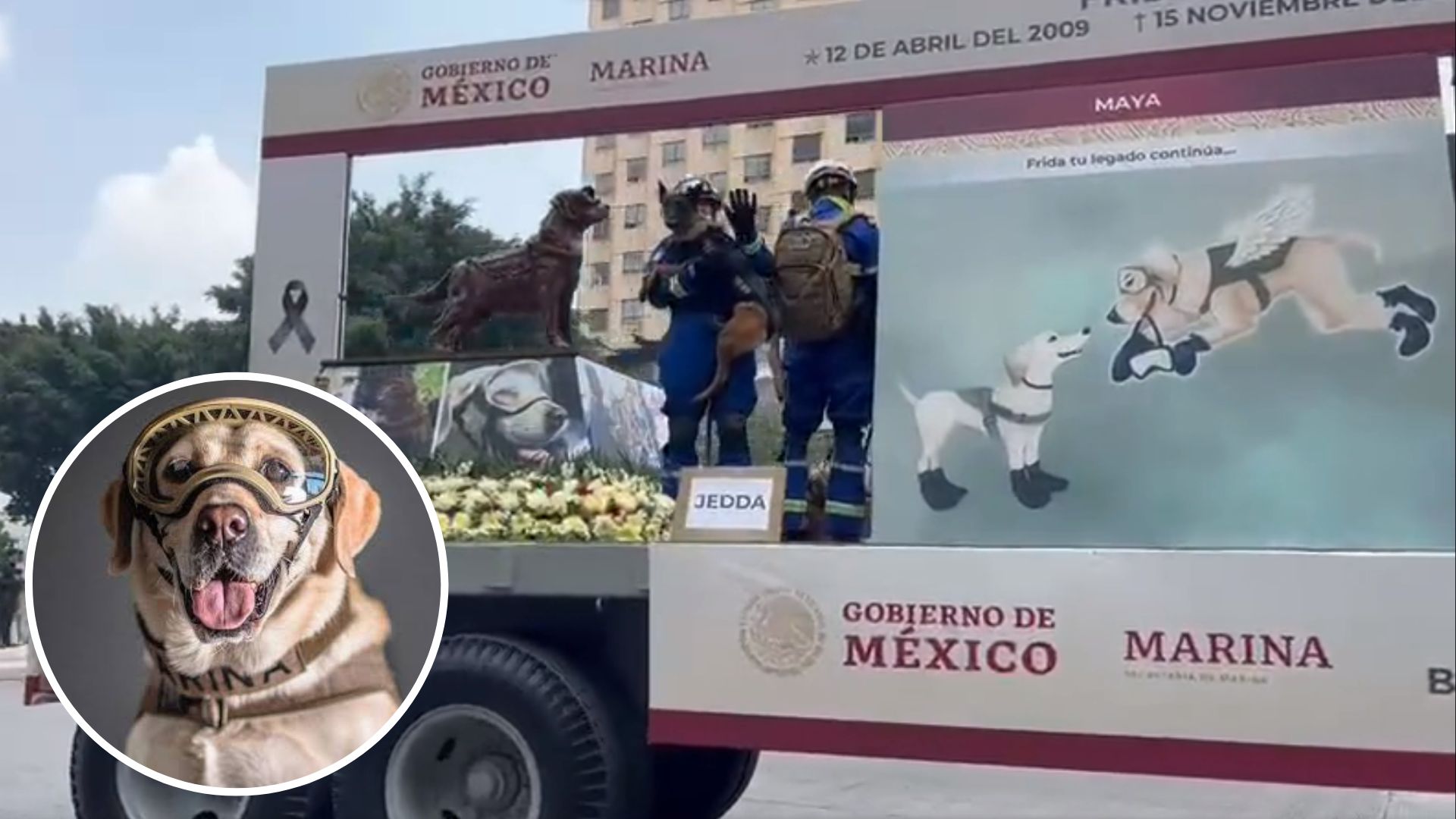 ¿Qué pasó con Frida, la perrita rescatista del sismo?