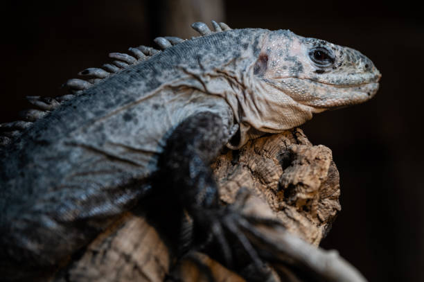 Iguana negra: Especie endémica de Morelos