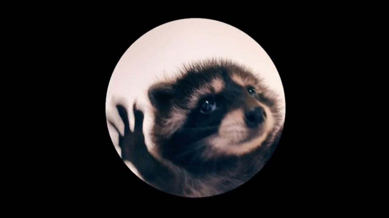 Mapache viral de TikTok, Pedro, Pedro, Pedro: origen y Rafaella Carra