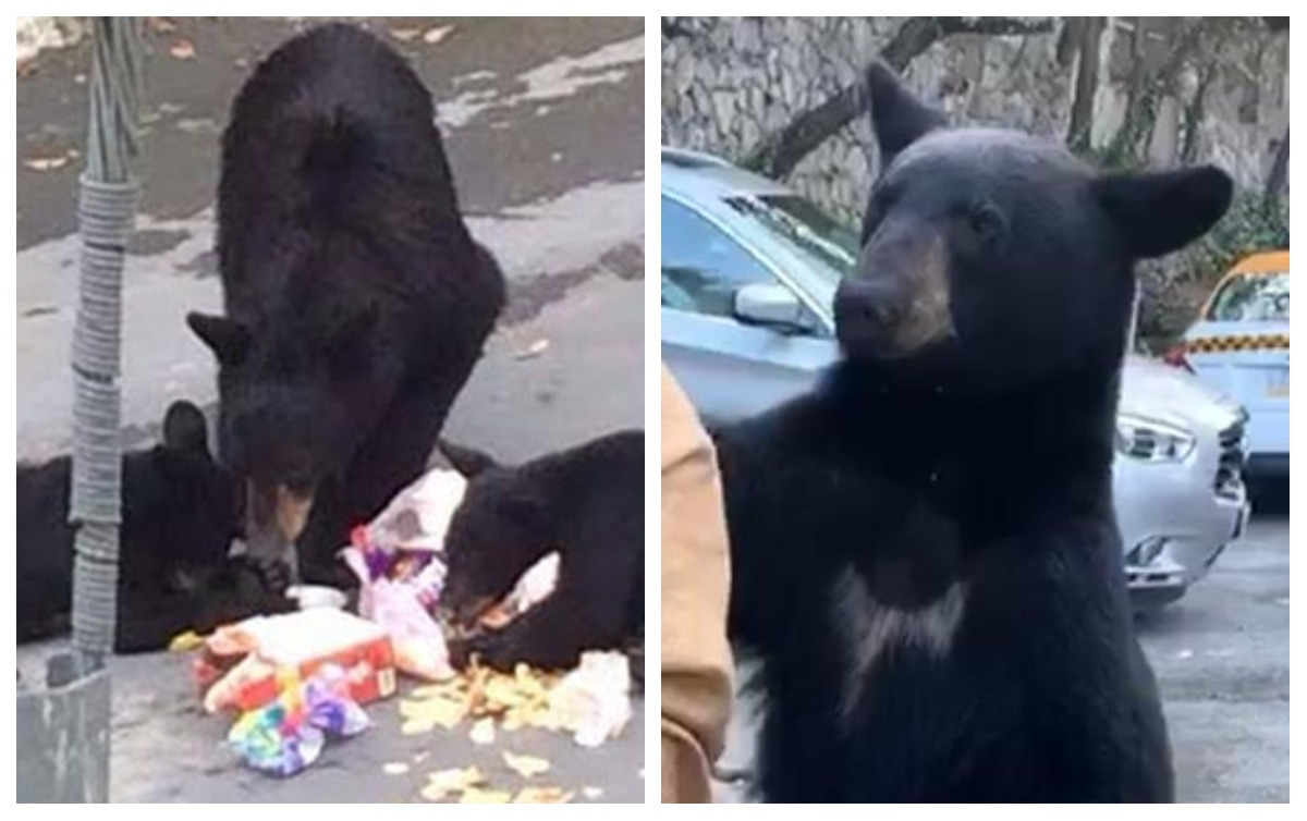 ¿Por qué hay osos deambulando en Monterrey?