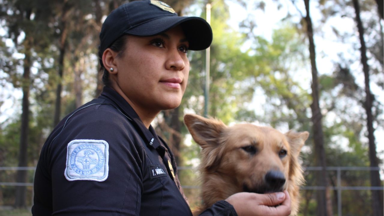 Brigada de Vigilancia Animal: Cómo adoptar un perro o reportar maltrato ...