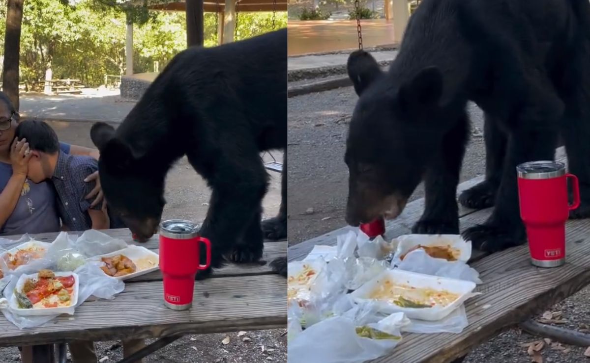 VIDEO: Oso devora comida de la mesa frente a una familia en parque de ...