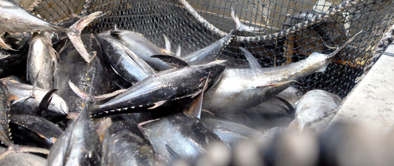 Inicia temporada de pesca de atún en el Pacífico