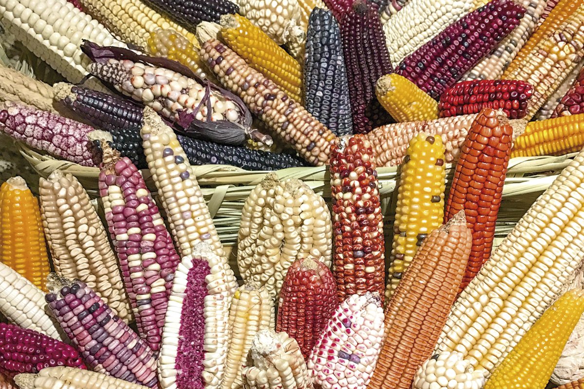 La urgencia de revalorar el maíz