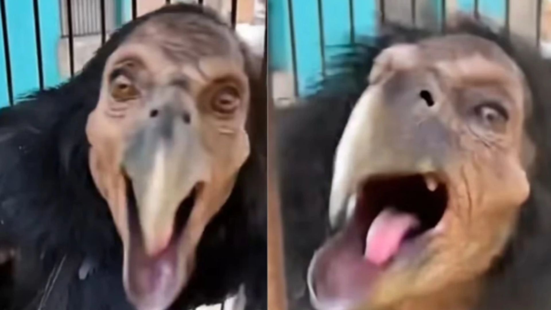 Video de bruja convertida en pájaro en Catemaco: ¿es real o fue creado ...