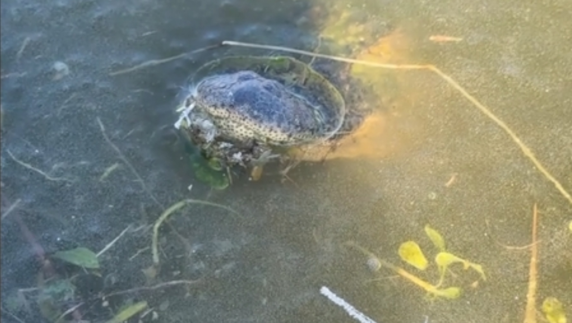 ¿Caimanes congelados?: la increíble reacción de los animales por el ...