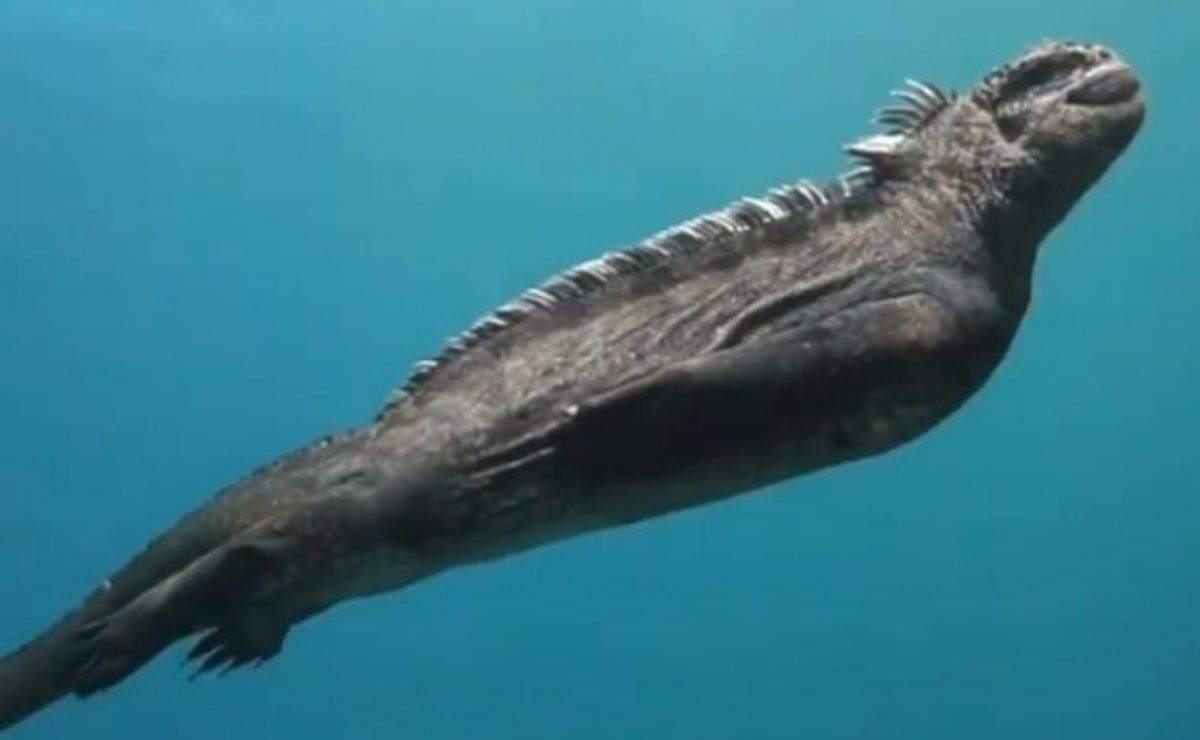 VIDEO: Captan a 'mini Godzilla' en las Islas Galápagos