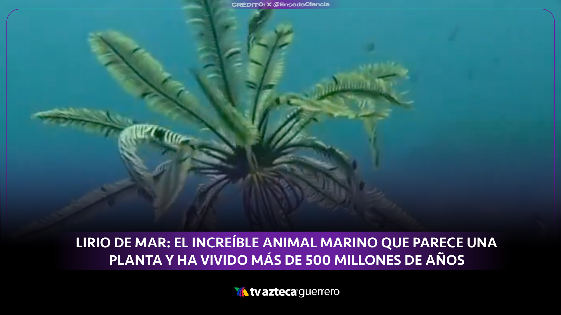 Lirio de mar: el animal fósil viviente que parece flor y vive desde ...