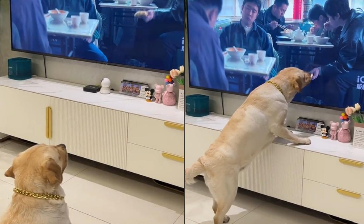 Perro se confunde y termina lamiendo la televisión por un taco