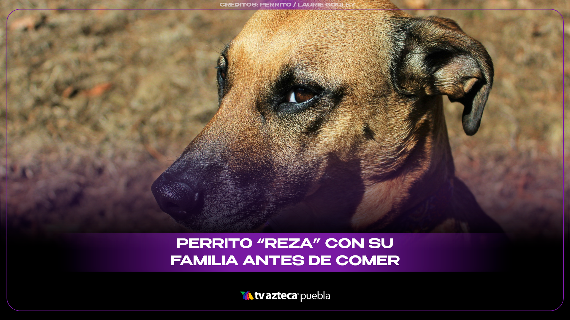 Perrito se vuelve viral por rezar con su familia antes de comer