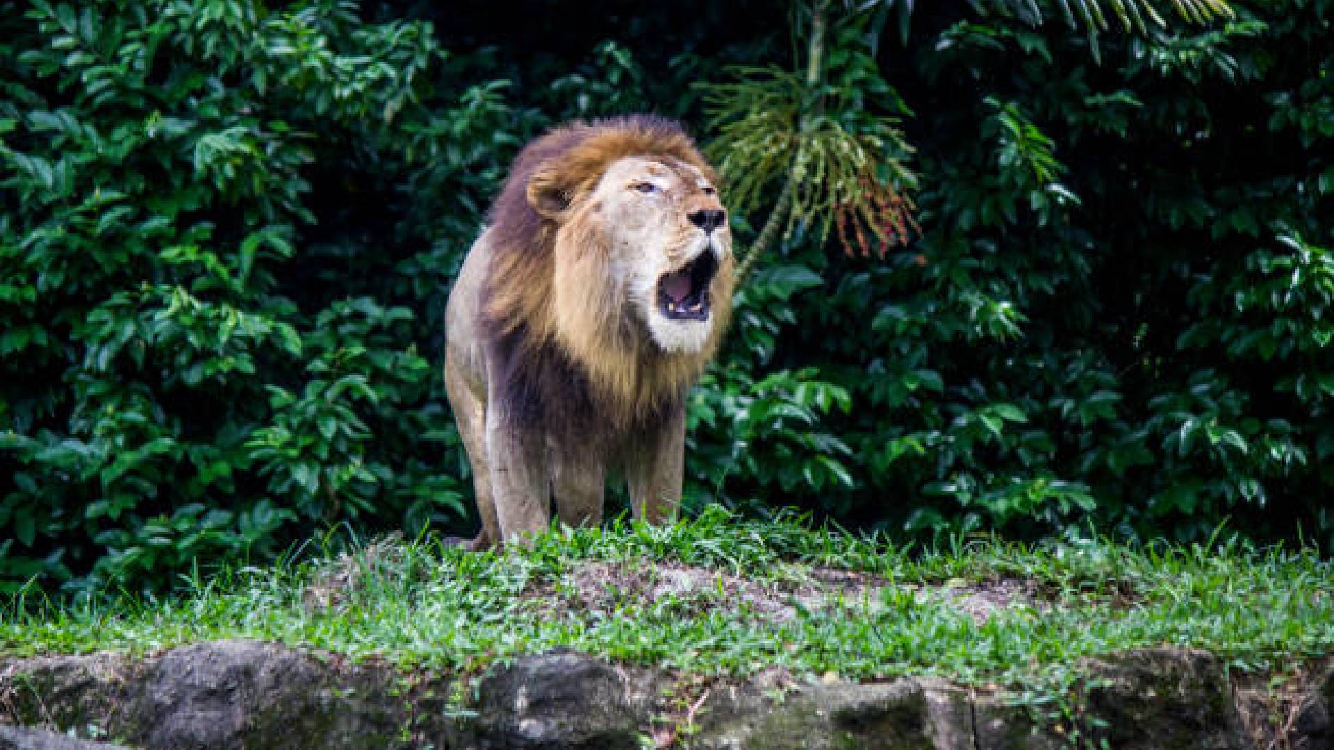 Zoológico en Dinamarca pide animales para sacrificarlos y utilizarlos ...