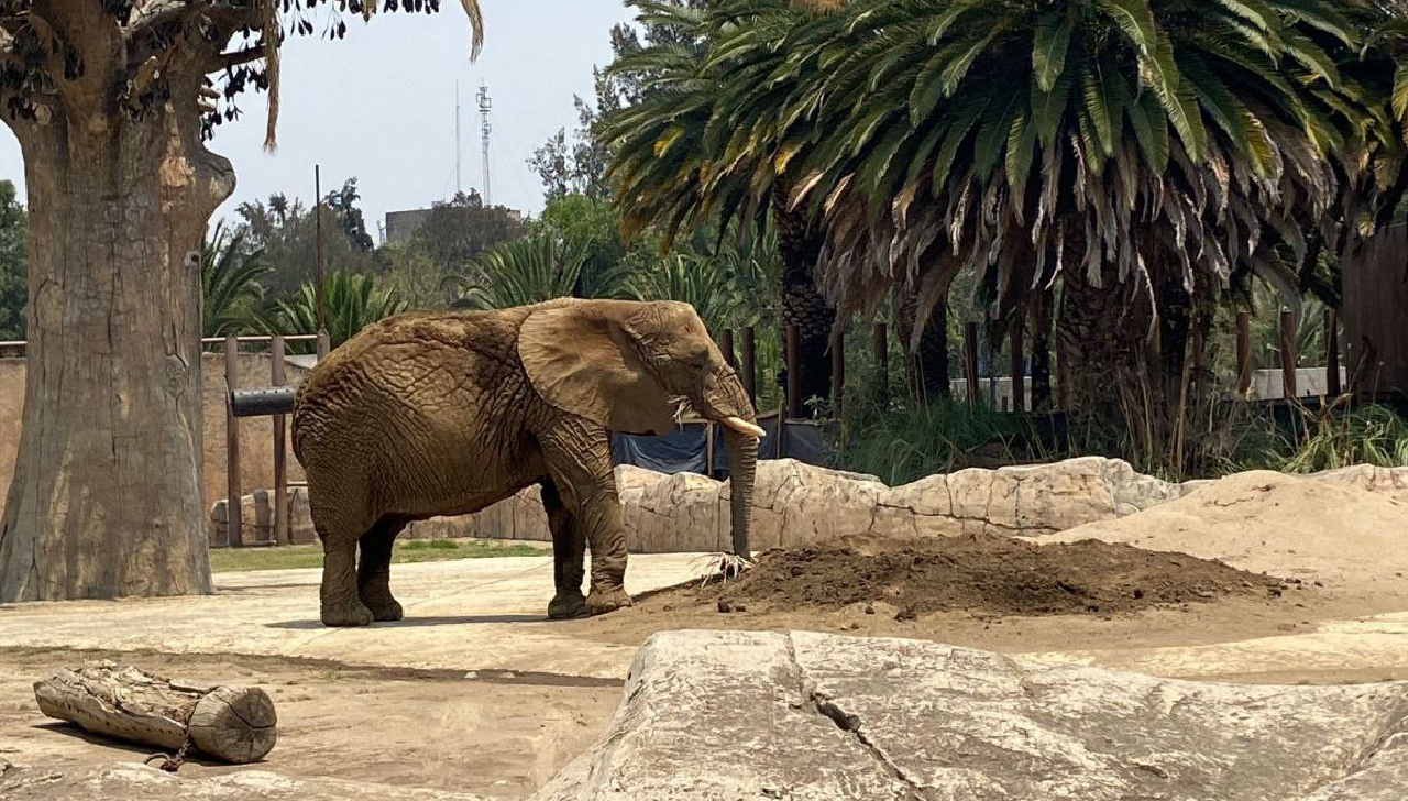 Zoológico de San Juan de Aragón: Amplían espacio de la elefanta Ely