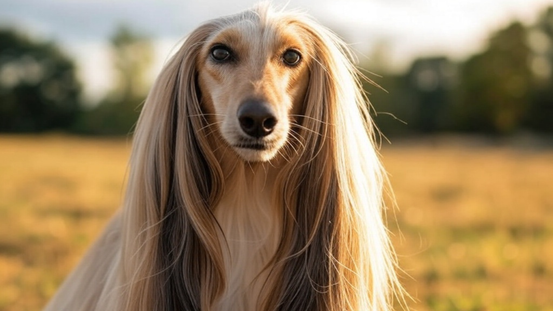 Snuppy, el primer perro clonado del mundo, nació un 24 de abril hace 20 ...