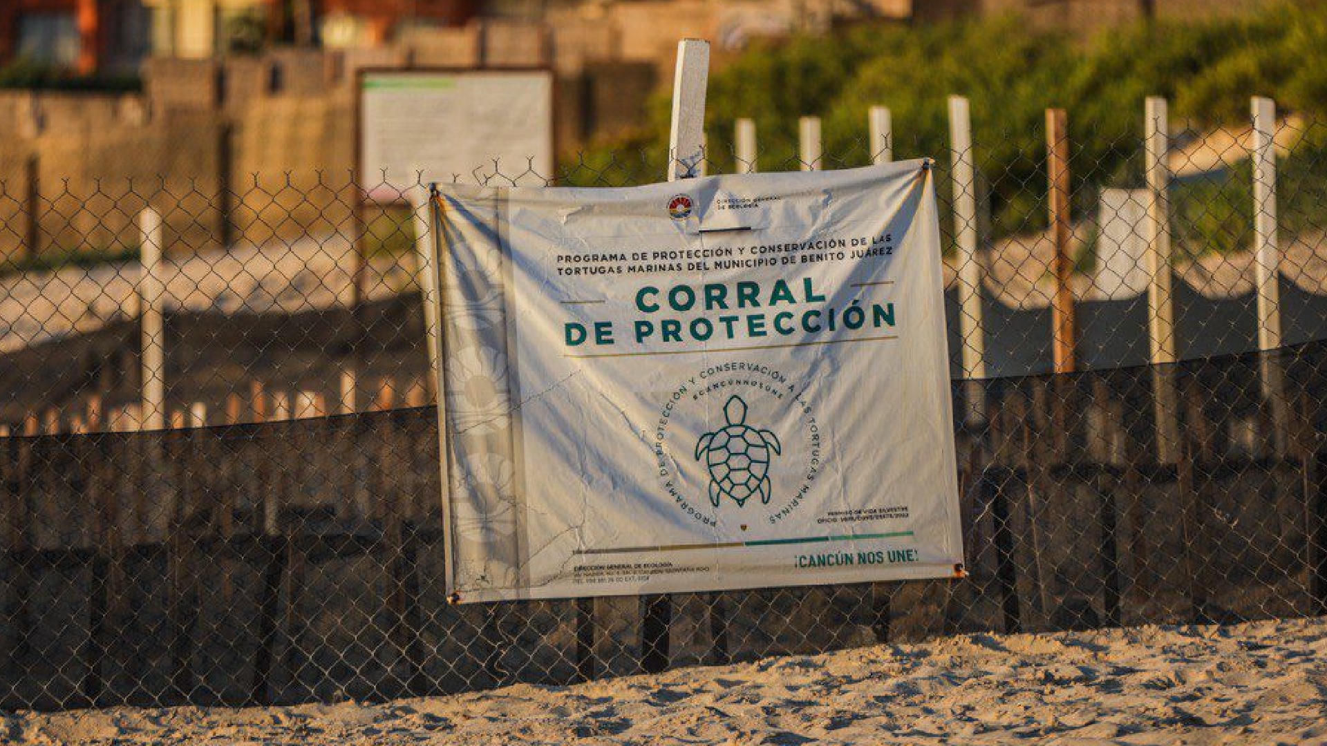 Garantizan la protección de Tortugas Marina en Cancún a pesar de los ...