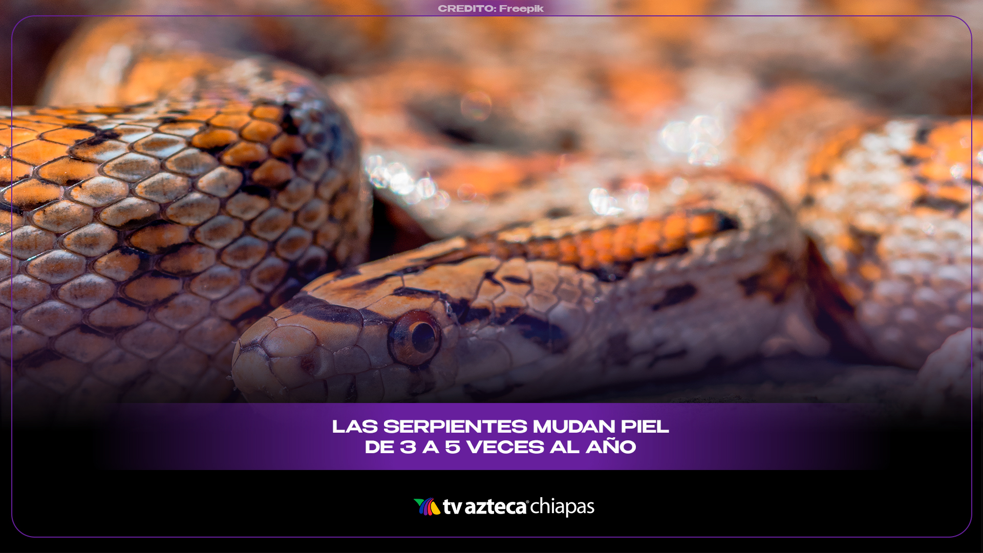 Descubre qué sucede cuando una serpiente cambia de piel: Curiosidades ...