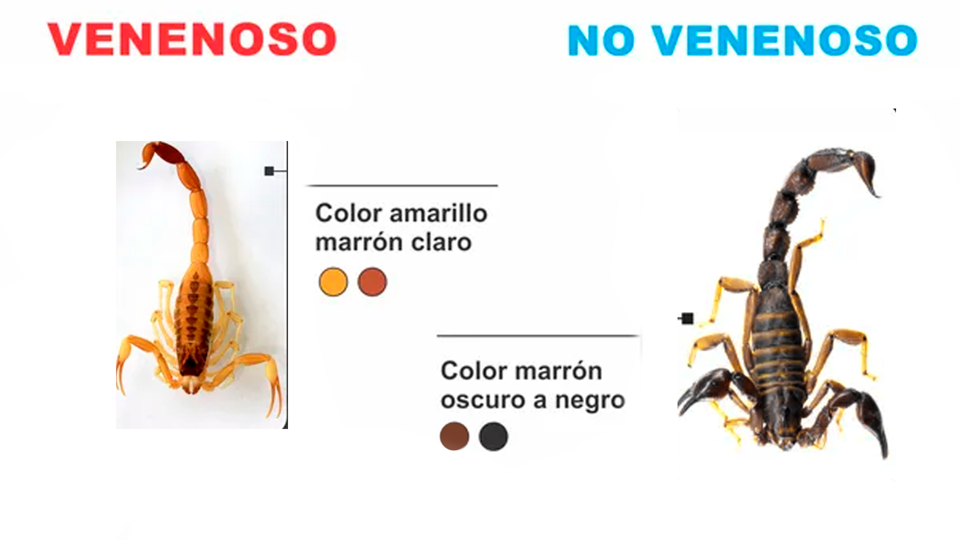 Alacranes peligrosos: ¿Cuáles son y cómo reconocerlos?