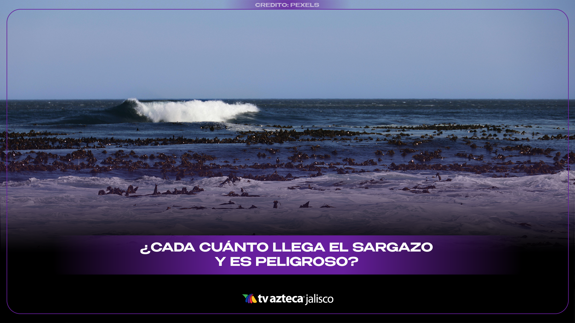 Sargazo: ¿Cada cuánto se puede ver en las playas y es peligroso?