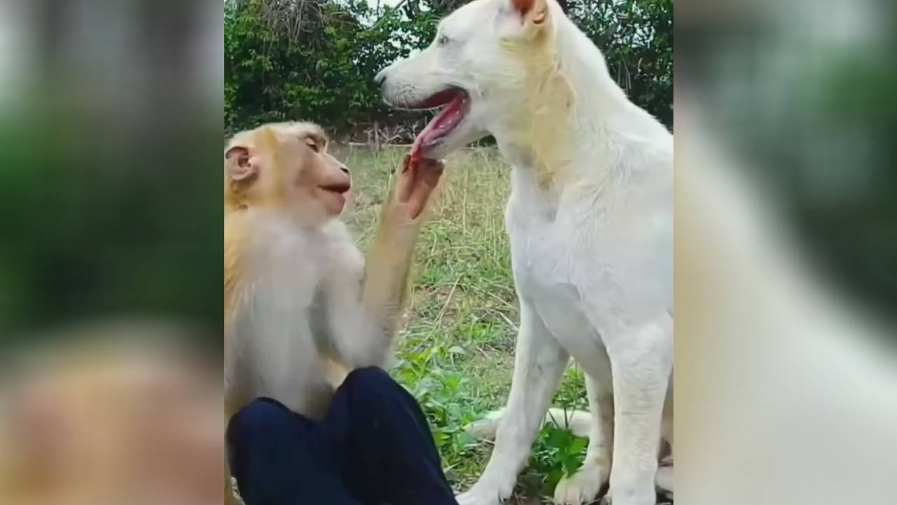 VIDEO: Mono le regala su "beso de piquito" a un perro
