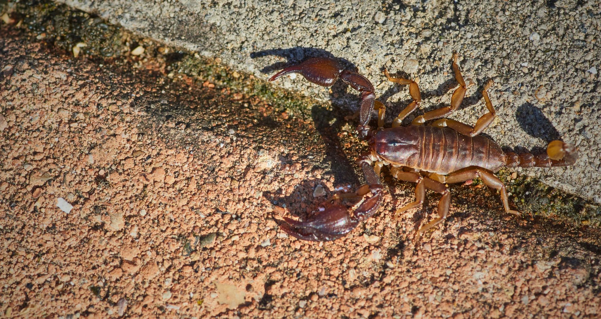 ¿Cómo ahuyentar de manera correcta a los alacranes de tu casa?