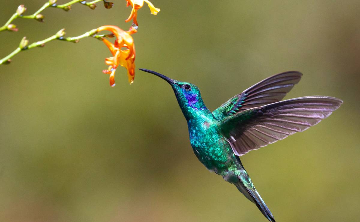 ¿Qué significa la visita de un colibrí?