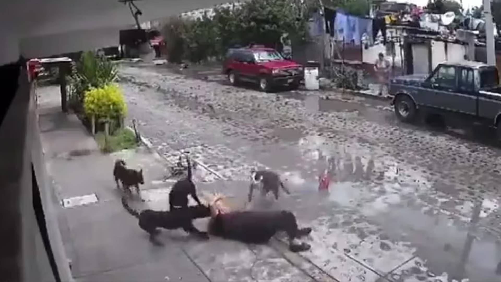 Mujer de la tercera edad es atacada por perros en Querétaro; VIDEO VIRAL
