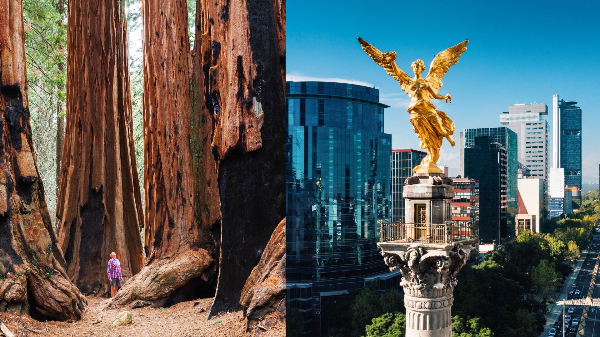 Inusual: este árbol resiste al fuego, su tronco es impresionante y es ...