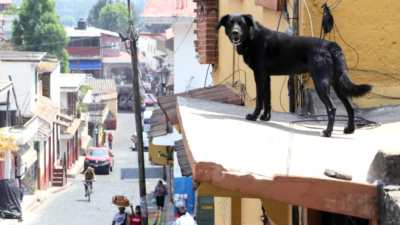 Tener perros en la azotea en temporada de calor es considerado maltrato ...