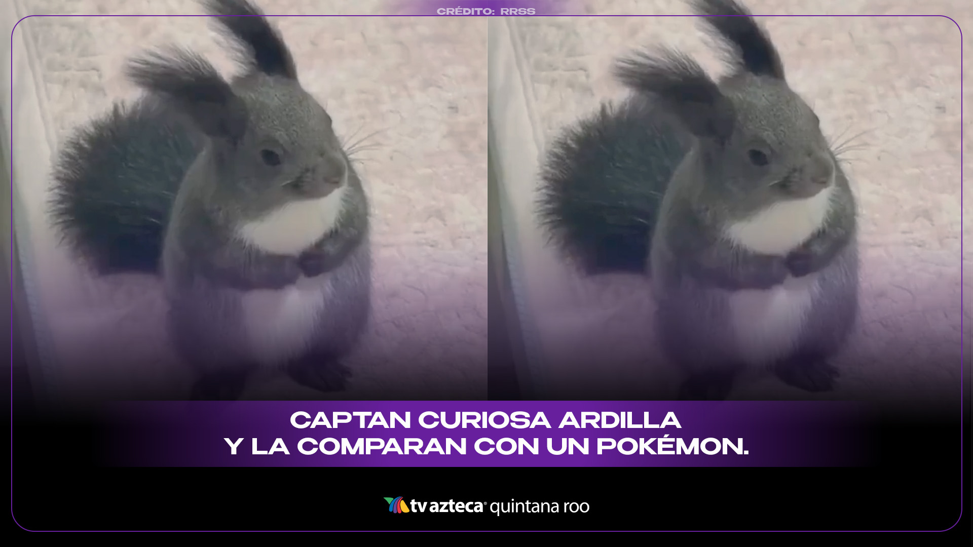 Captan ardilla con apariencia inusual y usuarios la comparan con un ...