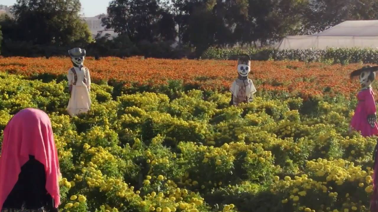 ¿Dónde está el Mictlán de Tijuana con flores de cempasúchil y cuánto ...