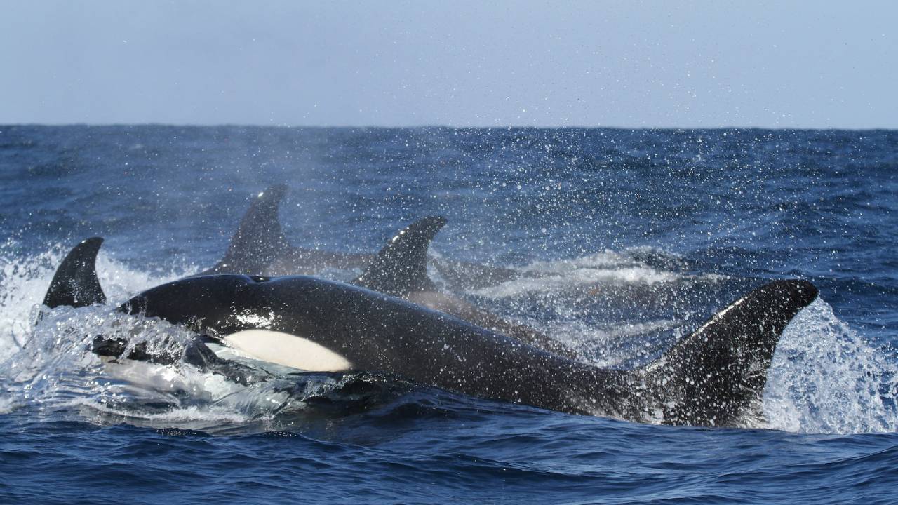 Conoce la historia de White Gladys; la orca que se venga de los humanos