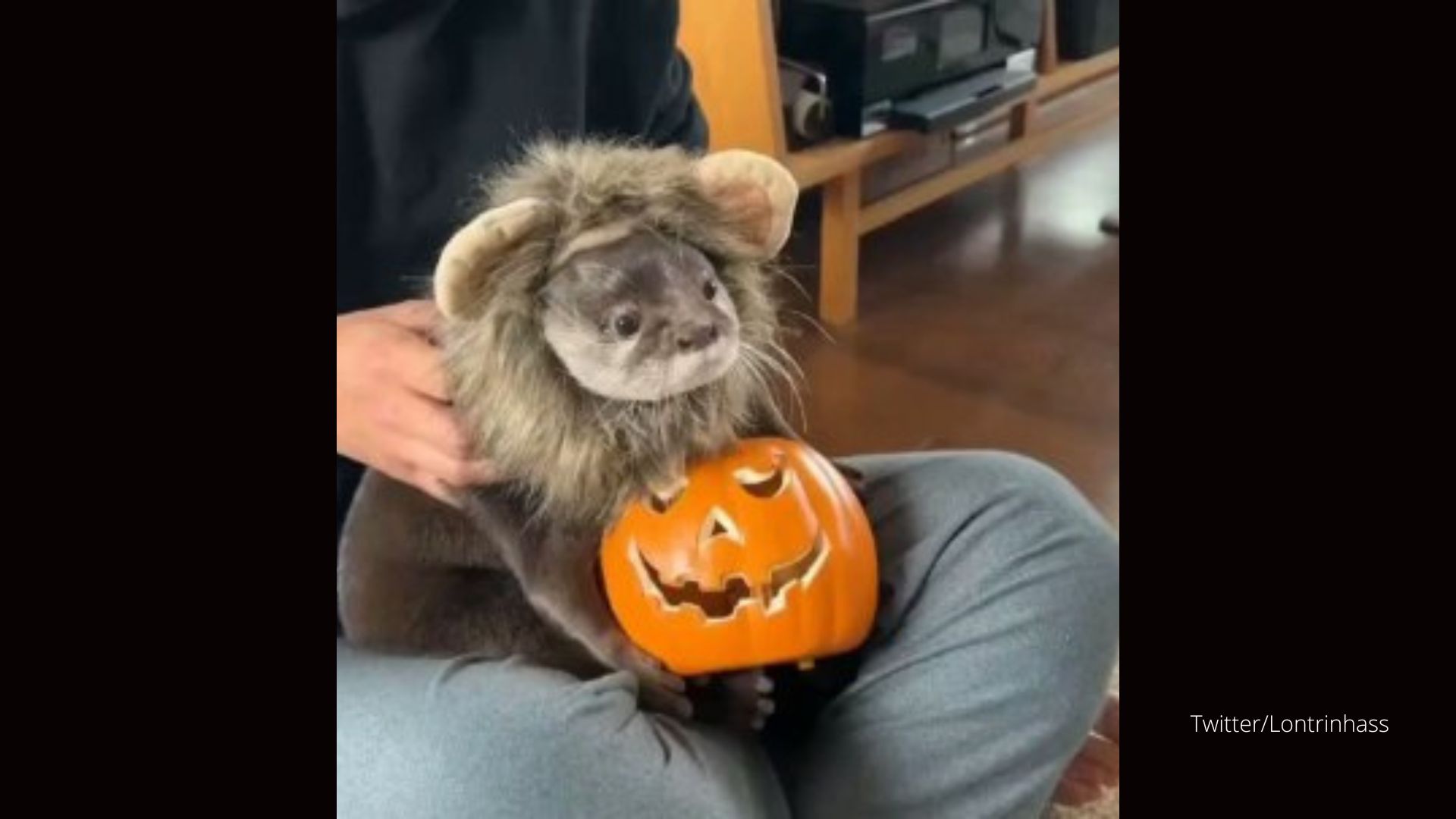(VIDEO) ¡Esta Nutria se llevó el premio al mejor disfraz!