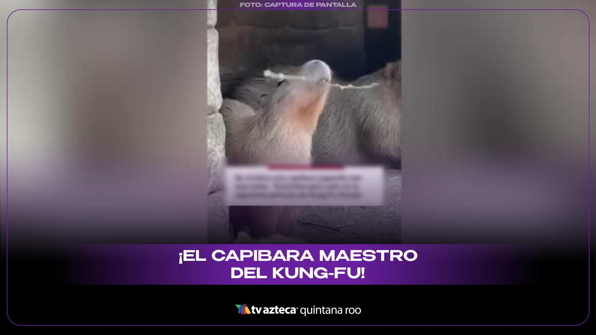Video VIRAL: Un capibara demuestra su 'poder'; se vuelve 'maestro del ...