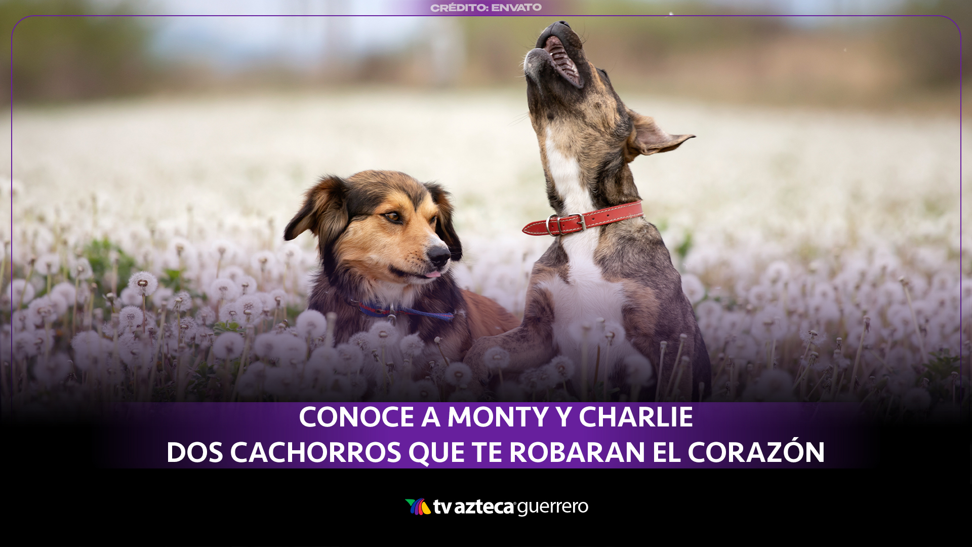 Monty: perro con patas paralizadas que corre feliz con su carrito