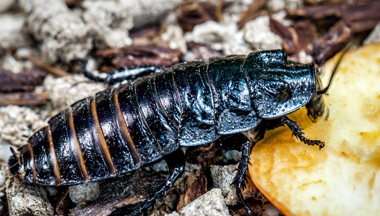 ¿Cómo es la cucaracha inmortal que llegó a México?