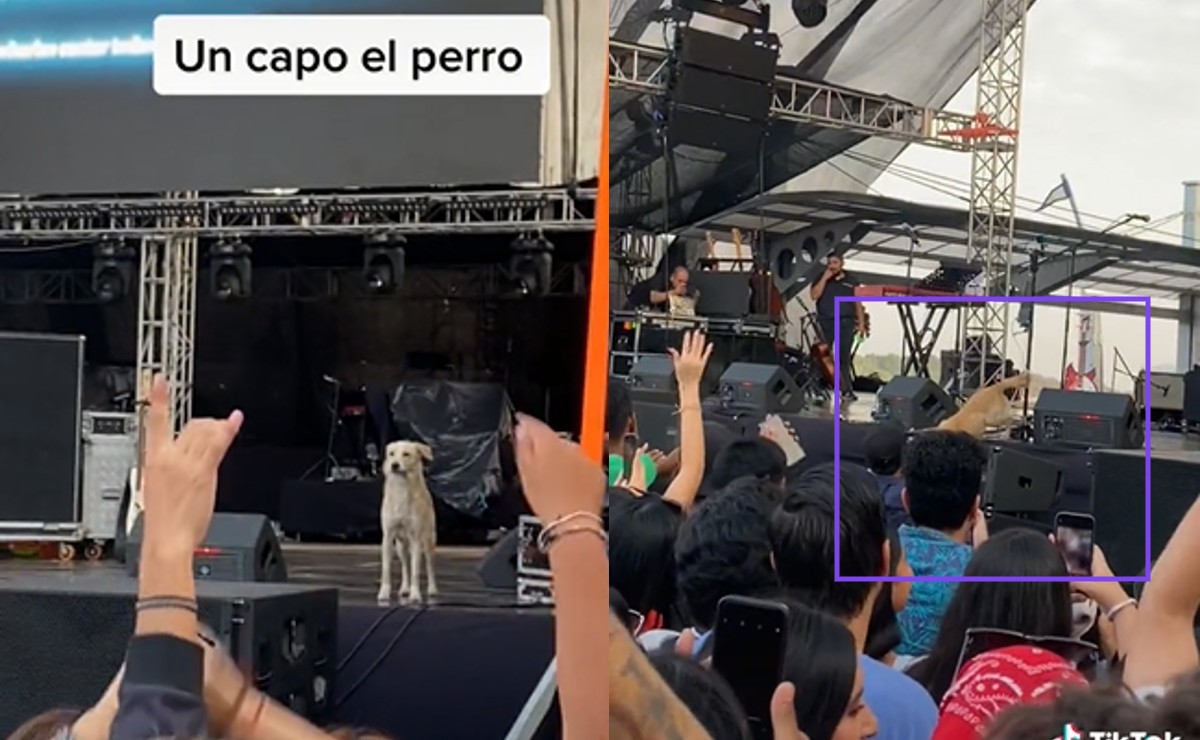 Firulais sube al escenario durante Funka Fest y triunfa como el mejor