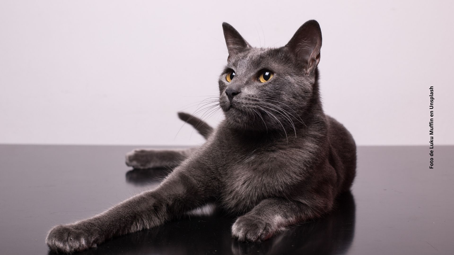 El secreto de los gatos veloces: ¿Por qué corren repentinamente?