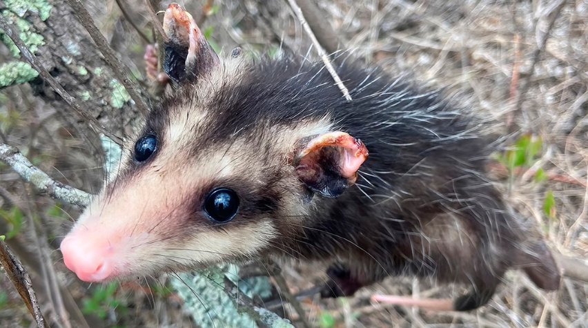 Dónde Reportar Animales Endémicos De La Ciudad De Querétaro En Caso De