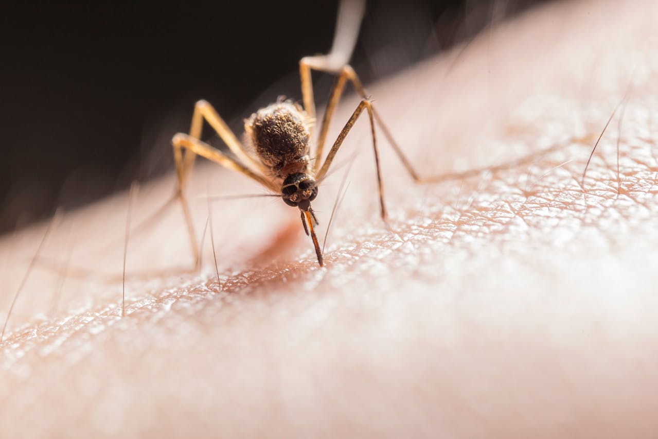 ¿Cómo ahuyentar mosquitos o los moyotes tras confirmarse el dengue en ...