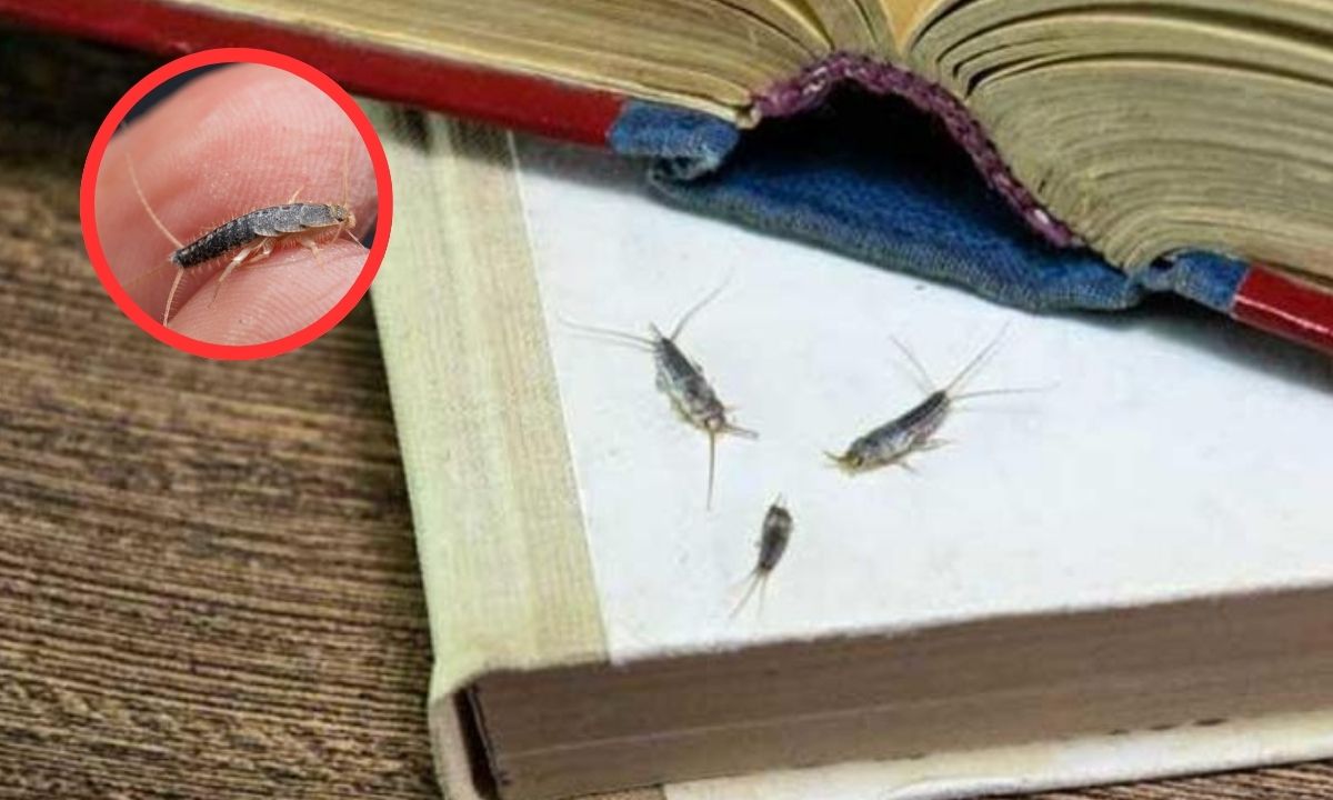 Tijerillas: Por está razón deberías eliminarlas de tu hogar