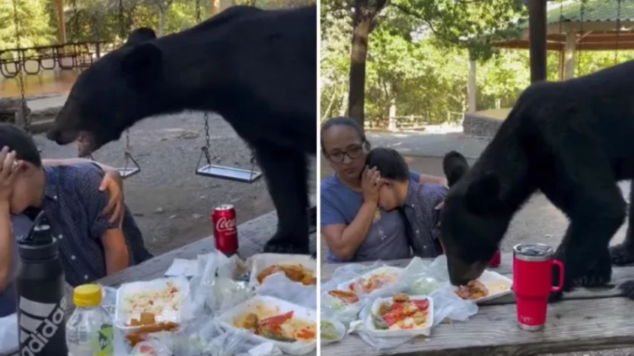 VIDEO: Oso sorprende a familia en Monterrey; se comió toda su comida