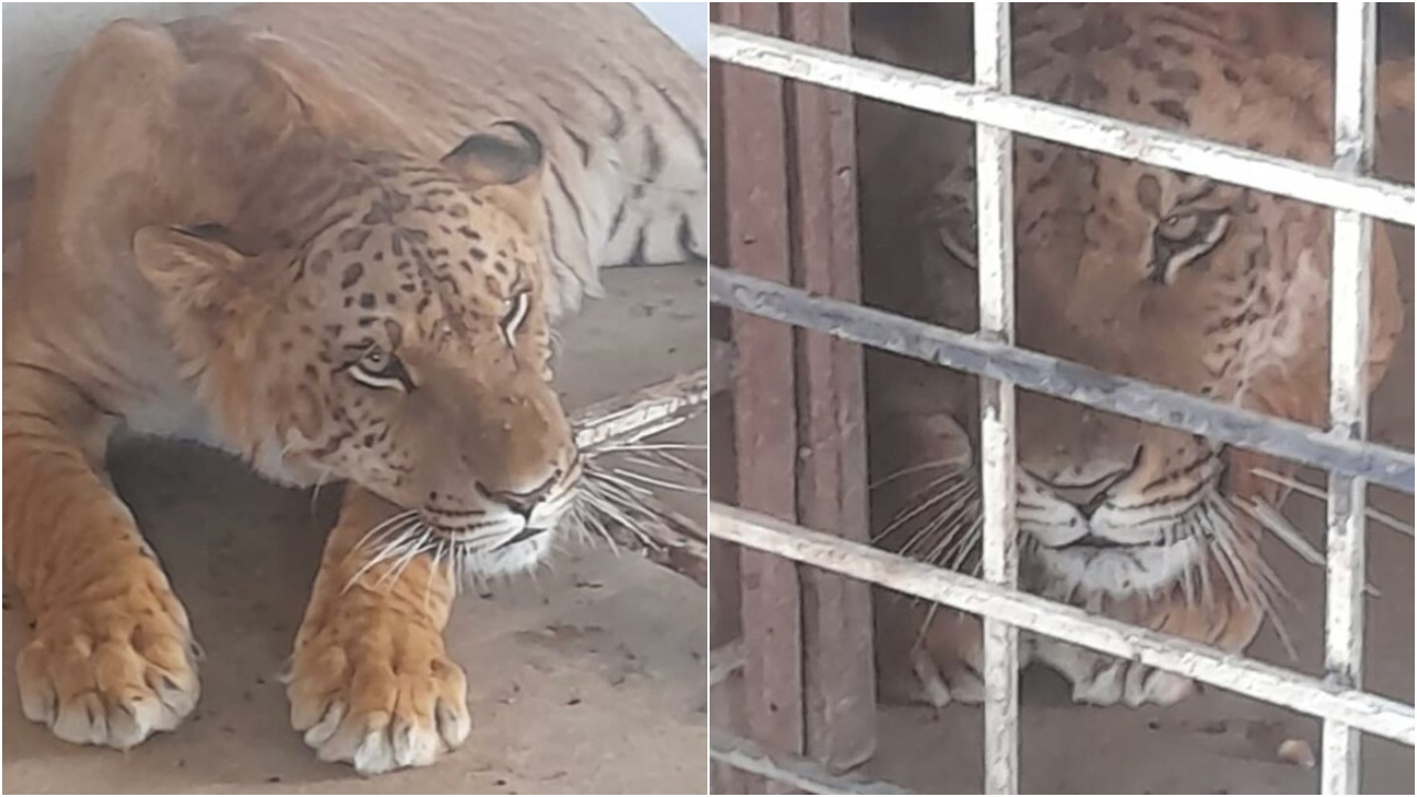 Un ligre es asegurado durante un cateo en Coyame del Sotol, Chihuahua