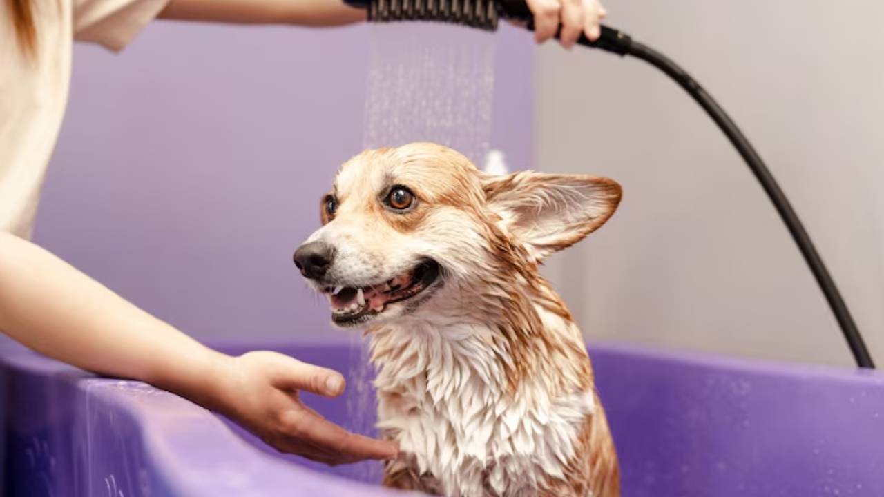 Cuando bañar a tu perro en temporada de calor durante en Baja California