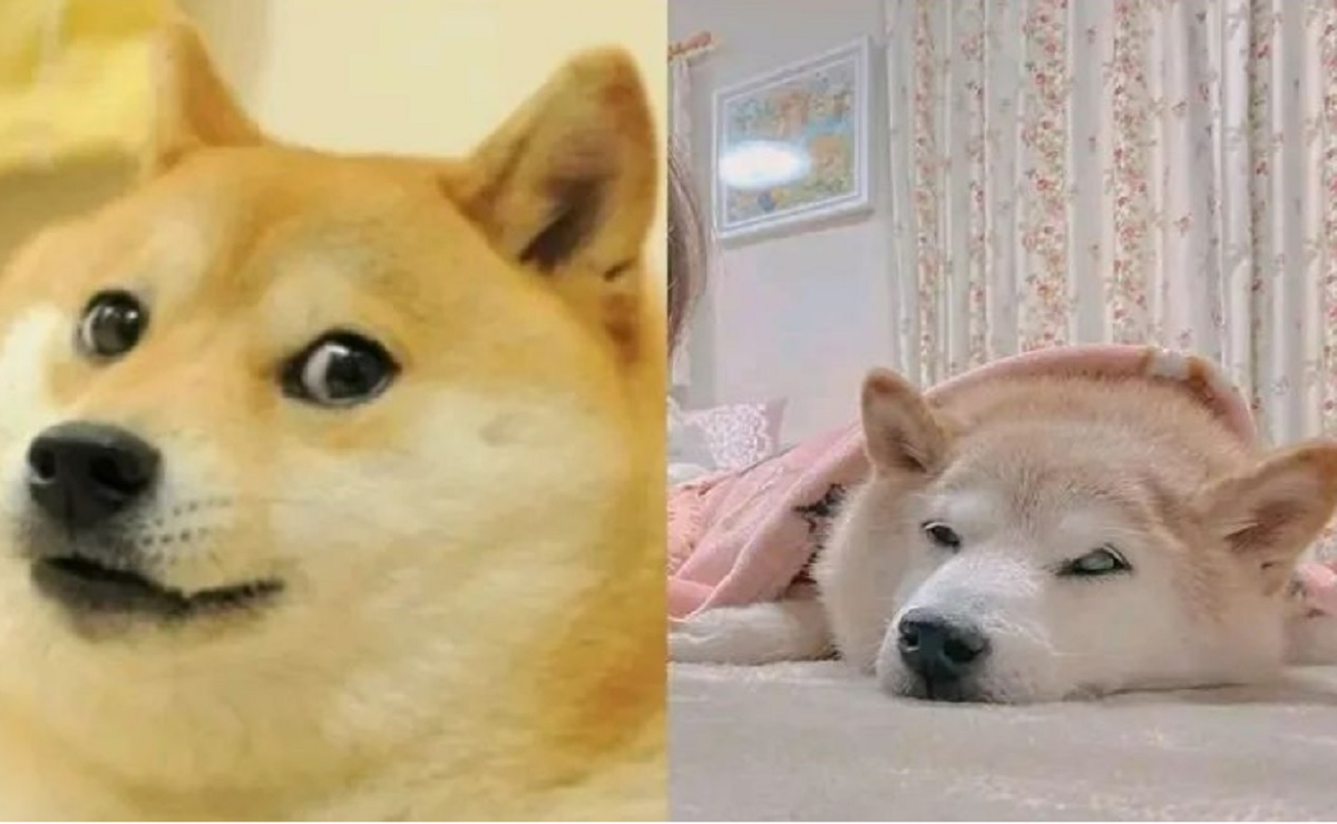 Perrito del meme “doge” está muy grave; tiene leucemia
