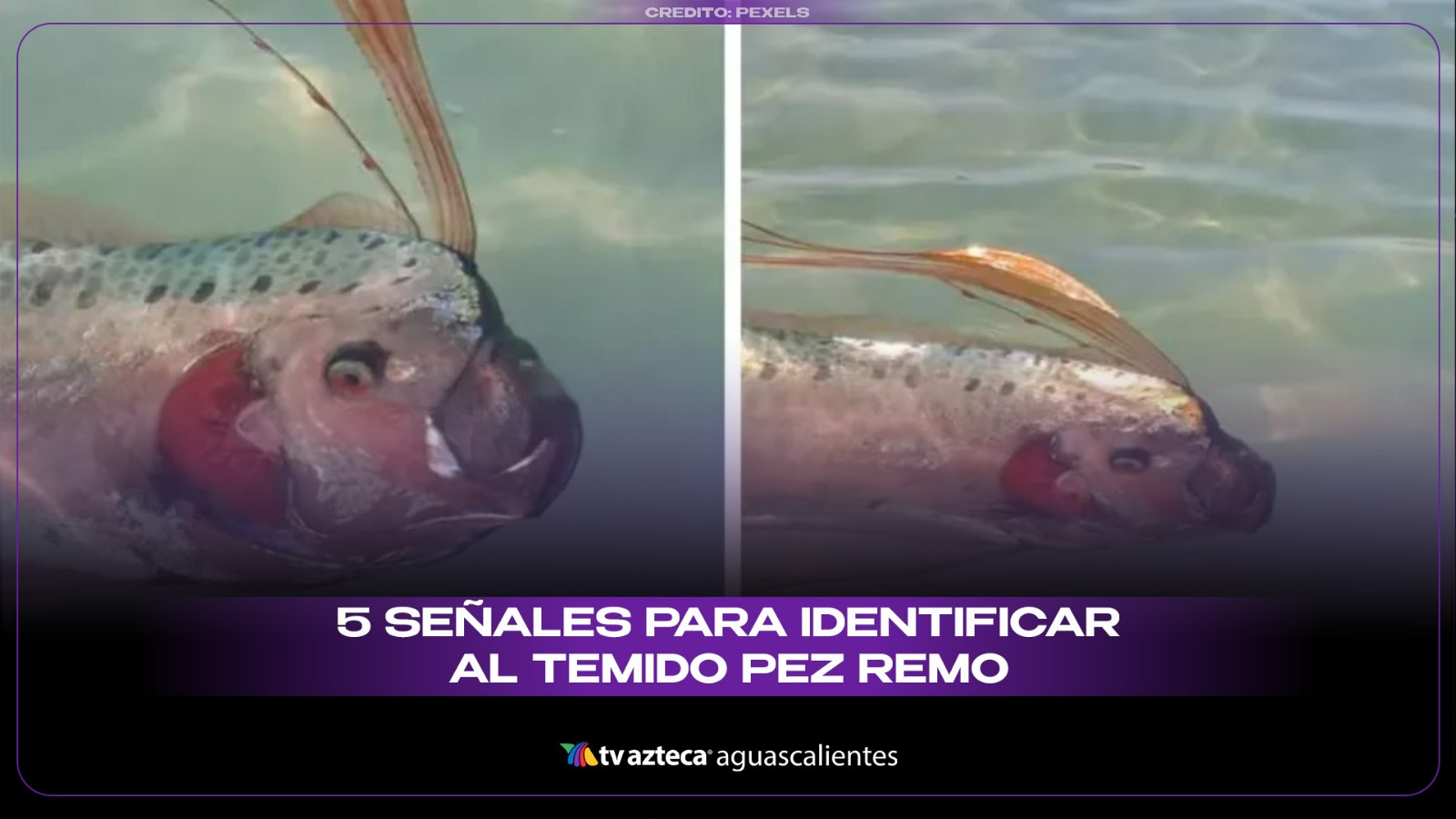 ¿Cómo identificar al pez remo que presagia desastres? Estas son las ...