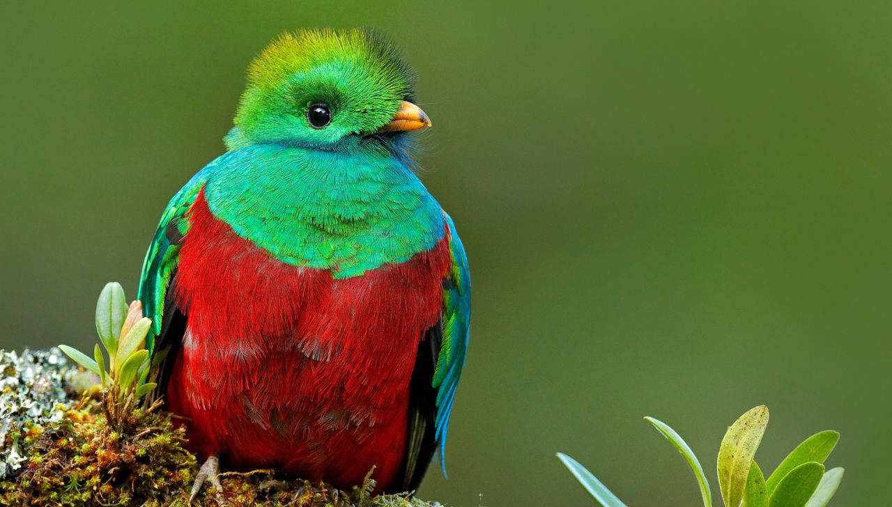 Muere quetzal en zoológico ¿Por qué está en peligro de extinción?
