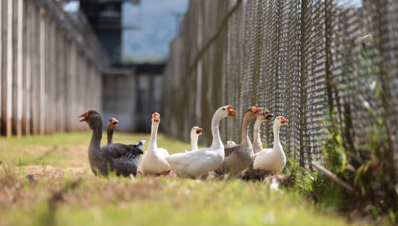Gansos se convierten en vigilantes de cárcel de máxima seguridad