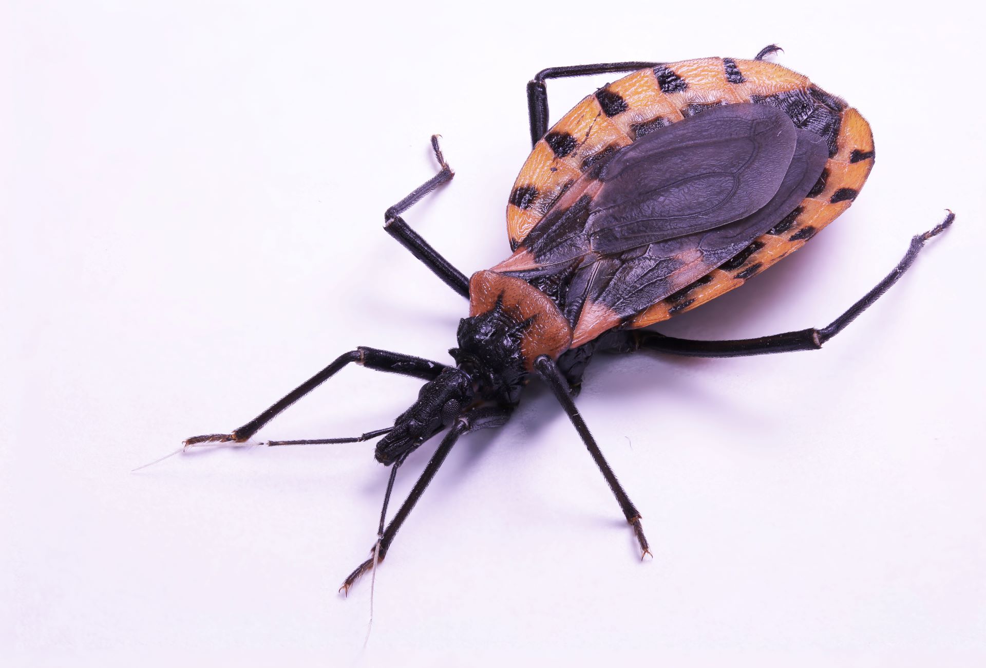 Diseña IPN moléculas selectivas para tratar el mal de Chagas
