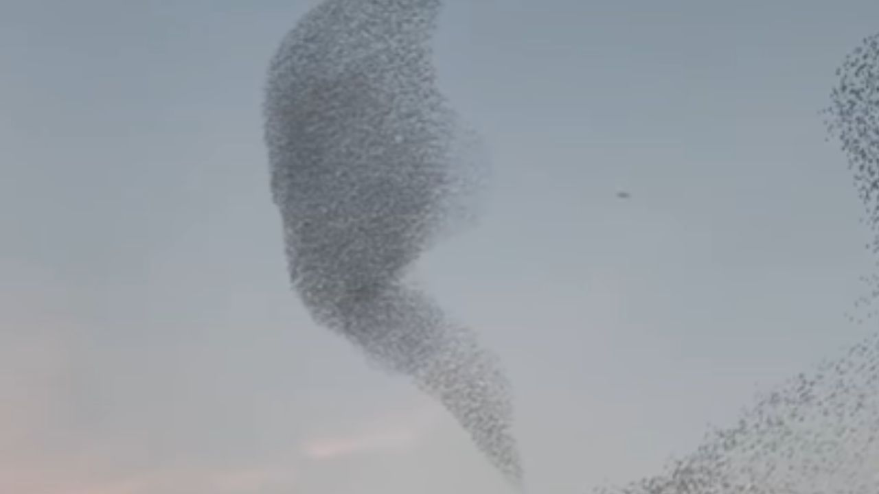 Murmuración, fenómeno natural en Italia
